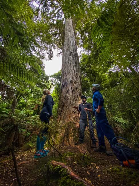 Whirinaki Forest Footsteps Guided Walking tour - Evaluating the Value
