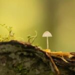 Whistler: Tour, Immersive Nature Experience - Key Points