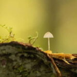 Whistler: Tour, Sensory Nature Experience for Families - The Real Experience, According to Reviews