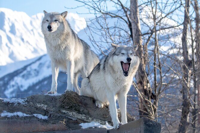 Whittier to Anchorage Wildlife Extravaganza - Authentic Insights from Past Travelers