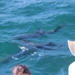 Wild Dolphin Encounter in Puerto Vallarta - The Value of This Experience