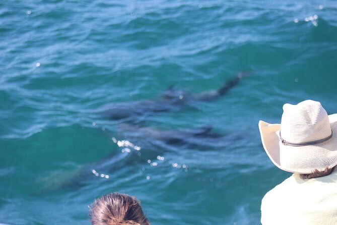 Wild Dolphin Encounter in Puerto Vallarta - The Value of This Experience