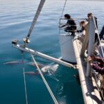 Wild Dolphin Watch in Glenelg - The Full Experience: What to Expect