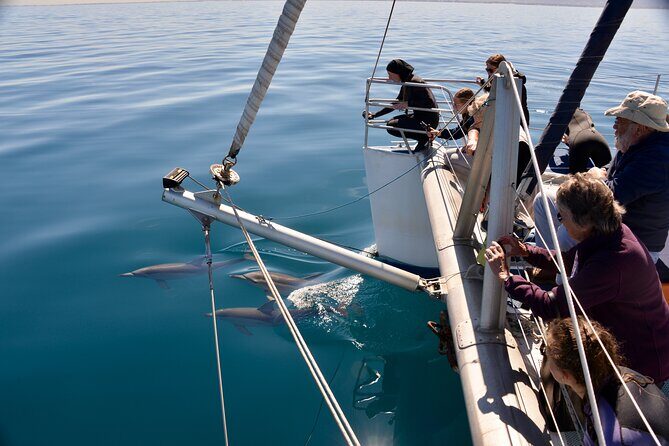 Wild Dolphin Watch in Glenelg - The Full Experience: What to Expect