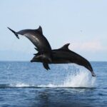 Wild dolphins encounter & snorkeling - The Itinerary in Detail