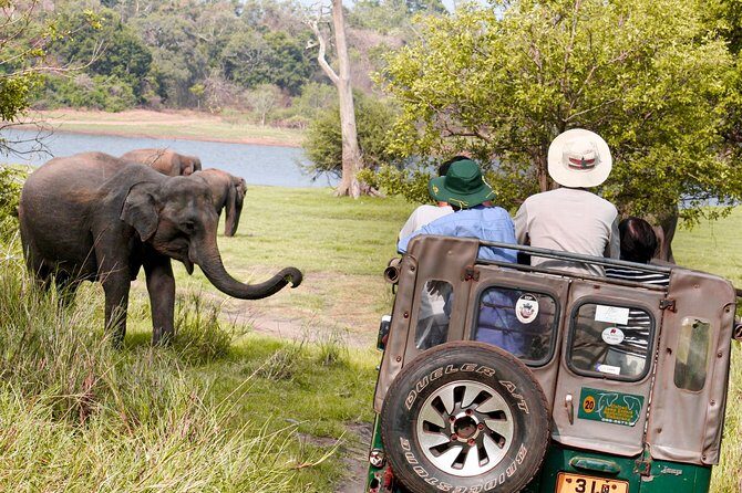 Wild Elephant Safari in Minneriya National Park - The Itinerary in Detail