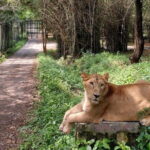 Wild Life Jeep Safari Tour at Bannerghatta with Private Transfer - In The Sum Up