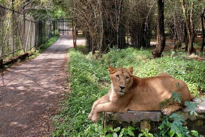 Wild Life Jeep Safari Tour at Bannerghatta with Private Transfer - In The Sum Up