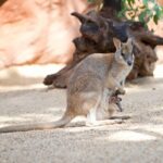WILD LIFE Sydney Entrance Ticket - Final Thoughts: Is WILD LIFE Sydney Worth It?