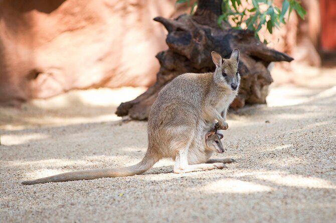 WILD LIFE Sydney Entrance Ticket - Final Thoughts: Is WILD LIFE Sydney Worth It?