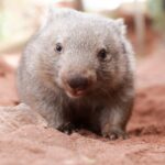 WILD LIFE Sydney Zoo - Authentic Visitor Insights