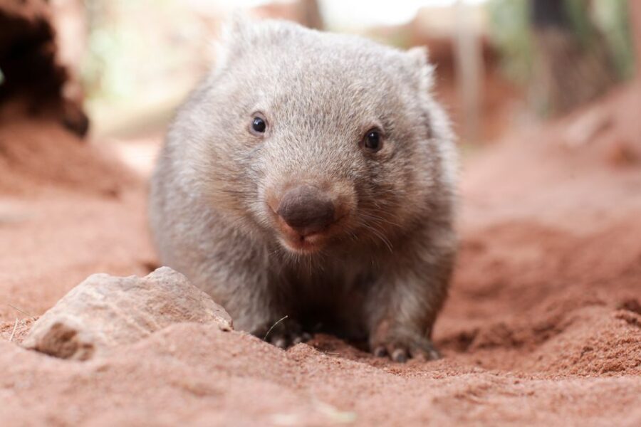 WILD LIFE Sydney Zoo - Authentic Visitor Insights