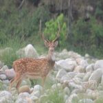 Wild Life Tour (JimCorbett 2Night) by Happyweekands.com - Practical Tips for Travelers