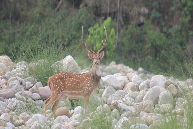Wild Life Tour (JimCorbett 2Night) by Happyweekands.com - Practical Tips for Travelers