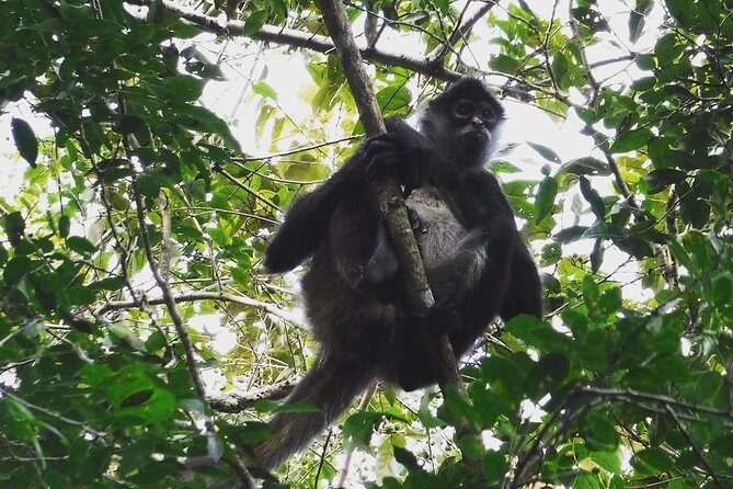 Wild Monkey Adventure (Private, Full Day) - What to Expect From the Itinerary