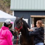 Wild Mustang Experience Near Colorado Springs - What to Expect: An In-Depth Look