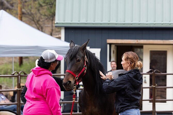 Wild Mustang Experience Near Colorado Springs - What to Expect: An In-Depth Look