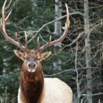 Wilderness and Wildlife Hiking Tour - 3hr Hike - Guide Expertise and Customer Feedback