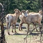 Wildfire Peak Nic - An In-Depth Look at Wildfire Peak Nic
