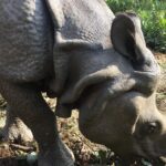 Wildlife Adventure in Chitwan Nepal - Wildlife Safaris and Cultural Activities: What They Mean for You