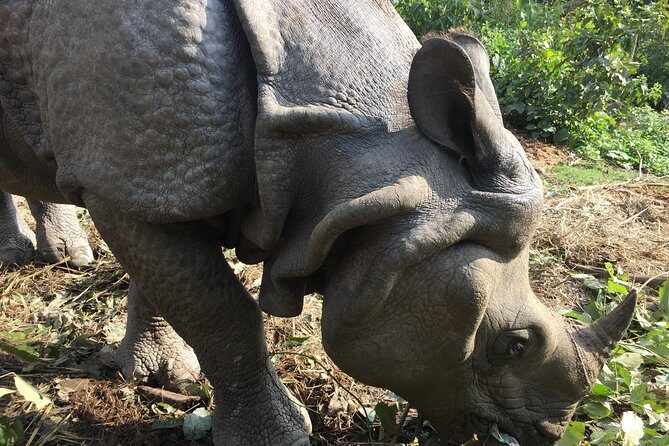 Wildlife Adventure in Chitwan Nepal - Wildlife Safaris and Cultural Activities: What They Mean for You