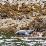 Wildlife and Scenery in Ketchikan - Authentic Encounters According to Travelers