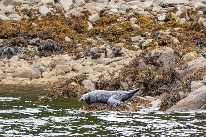 Wildlife and Scenery in Ketchikan - Authentic Encounters According to Travelers