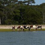 Wildlife Boat Tour with Wild Ponies and Dolphins in Chincoteague - Practical Tips for Your Tour