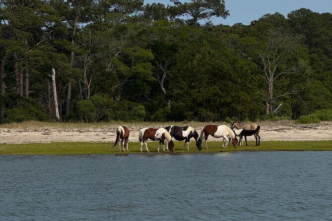 Wildlife Boat Tour with Wild Ponies and Dolphins in Chincoteague - Practical Tips for Your Tour