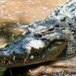 Wildlife Eco Tour on the coast of Oaxaca. - Practical Tips for Travelers