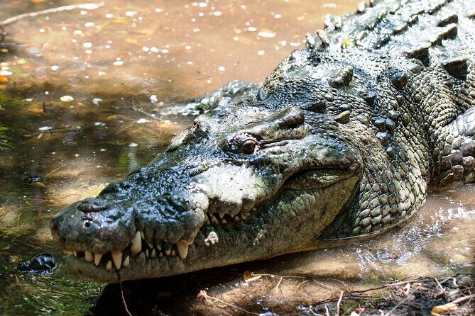 Wildlife Eco Tour on the coast of Oaxaca. - Practical Tips for Travelers