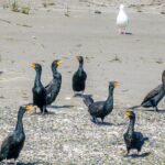 Wildlife Kayak Tour at Fort Flagler State Park - What You Can Expect from the Equipment and Group Size