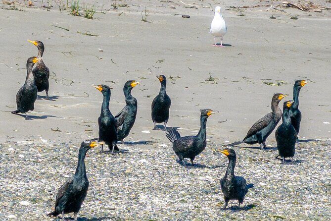 Wildlife Kayak Tour at Fort Flagler State Park - What You Can Expect from the Equipment and Group Size