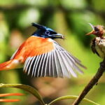Wildlife Tour Covering Birds and Mammals (6 Days) - Final Thoughts: Who Should Consider This Tour?