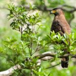 Wildlife Tour Covering Birds and Mammals (7 Days) - Who Will Enjoy This Tour?