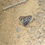 Wildlife trail in Chennai - Practical Details and Why They Matter
