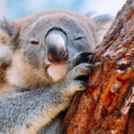 Wildlife, Waterfalls and Wine Day Tour from Sydney - Real Traveler Insights and Reviews