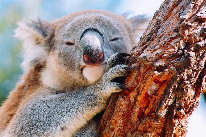 Wildlife, Waterfalls and Wine Day Tour from Sydney - Real Traveler Insights and Reviews
