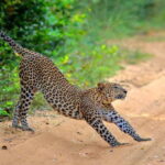 Wilpattu: Jeep Safari Day Tour From Colombo or Negombo - A Full Day in Wilpattus Wilderness