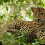 Wilpattu National Park 4-Hours Safari | with Naturalist - What’s Included and How Does It Benefit You?