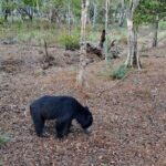 Wilpattu National Park Guided Tour in a Safari Jeep Ride - Frequently Asked Questions