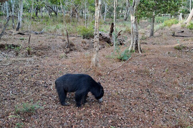 Wilpattu National Park Guided Tour in a Safari Jeep Ride - Frequently Asked Questions