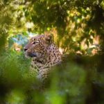 Wilpattu National Park Jeep Safari from Negombo / Waikkal (All Inclusive) - What Makes This Tour Stand Out?