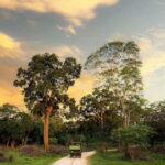Wilpattu National park: Morning or Afternoon PRIVATE Safari - The Wildlife You Might Encounter