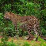Wilpattu National Park: Morning or Afternoon Safari - Itinerary Breakdown