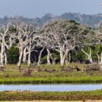 Wilpattu National Park Private Safari - Authentic Experiences: What Travelers Say