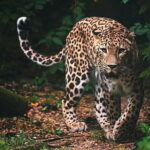 Wilpattu National Park | Private Safari - What to Expect from the Tour