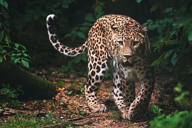 Wilpattu National Park | Private Safari - What to Expect from the Tour