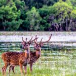 Wilpattu National Park Private Safari (All Inclusive) From Kandy - The Sum Up: Is It Worth It?