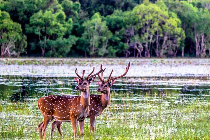 Wilpattu National Park Private Safari (All Inclusive) From Kandy - The Sum Up: Is It Worth It?